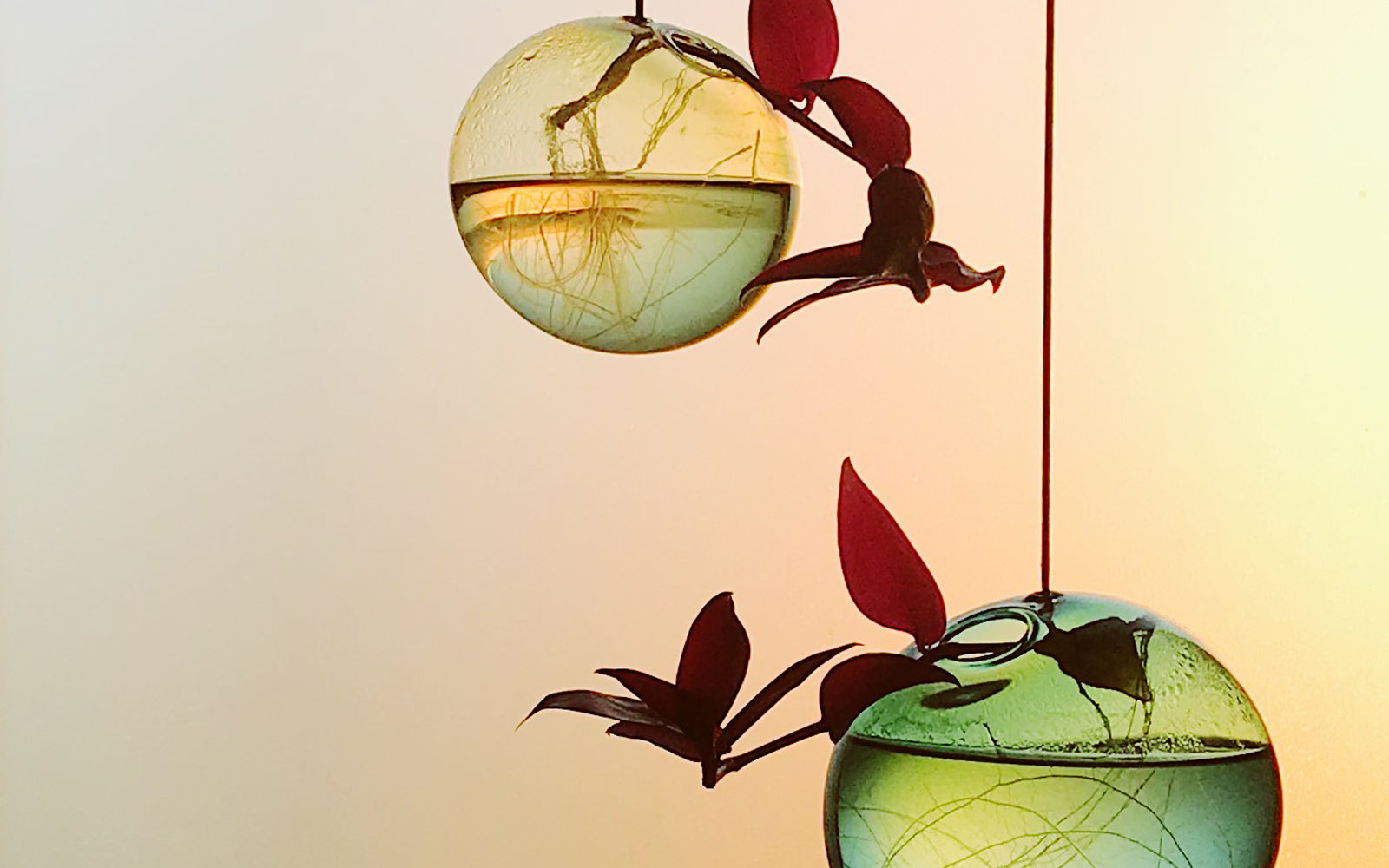 Planter og stiklinger i vand - få guiden her! – Studio About ApS